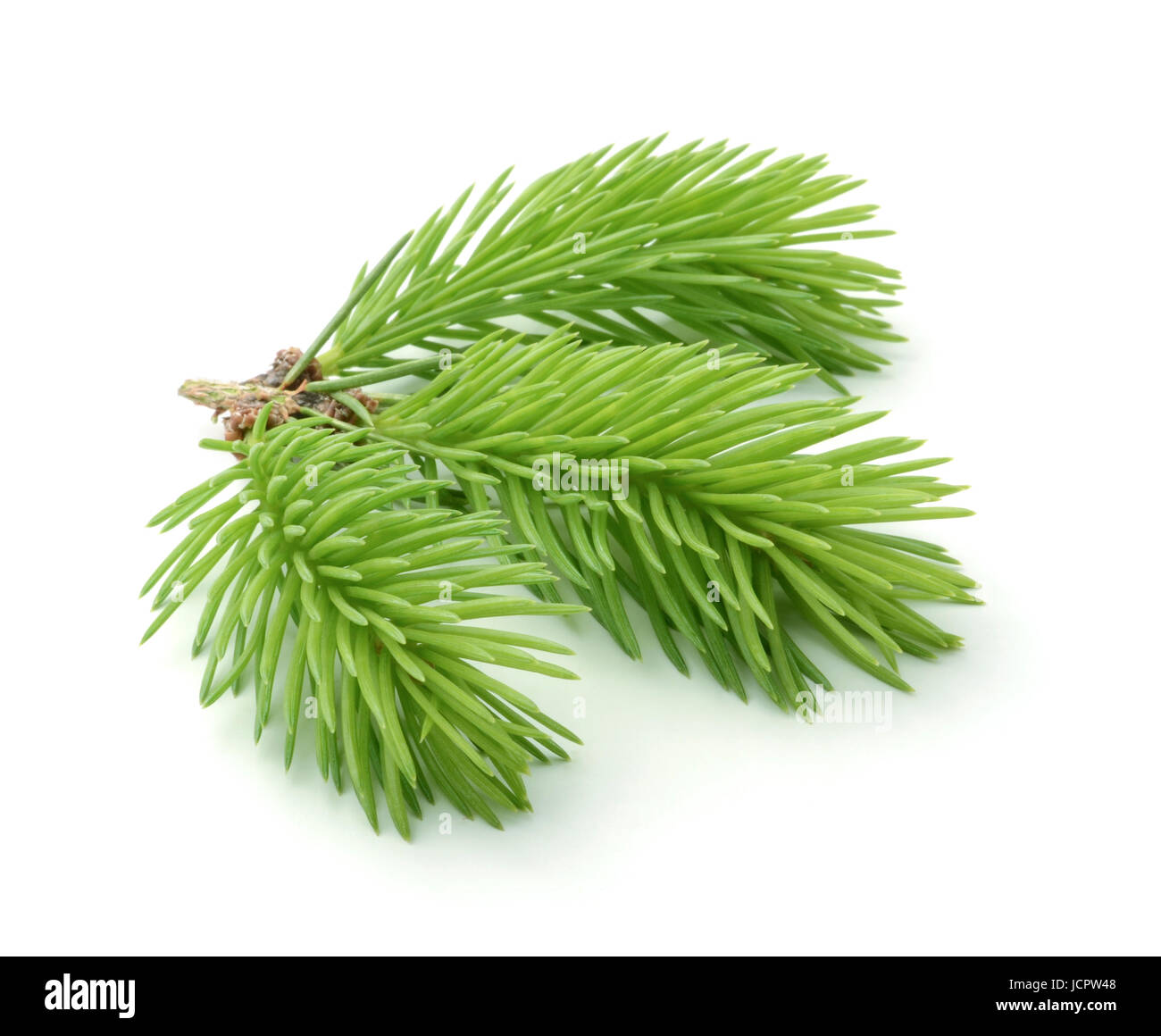 Junge fichtenknospe -Fotos und -Bildmaterial in hoher Auflösung – Alamy