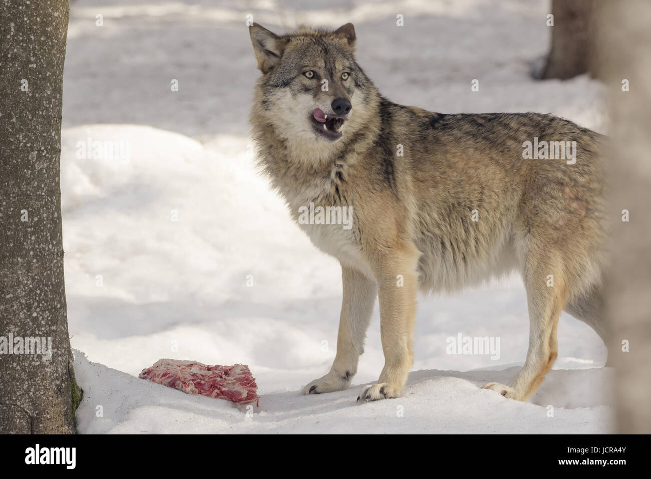Wolf essen -Fotos und -Bildmaterial in hoher Auflösung – Alamy