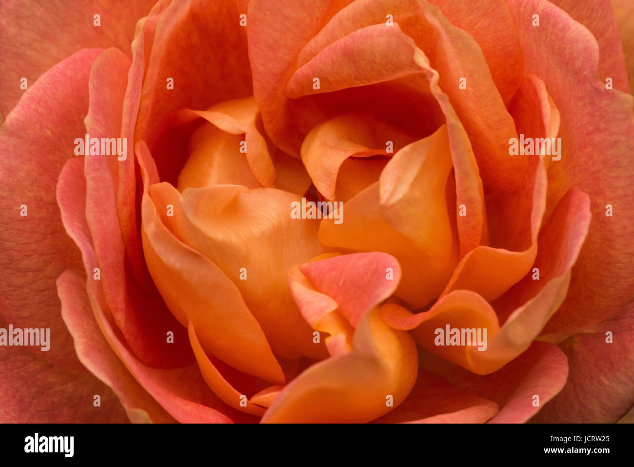 English shrub rose lady of shalott Stockfotos und -bilder Kaufen - Alamy