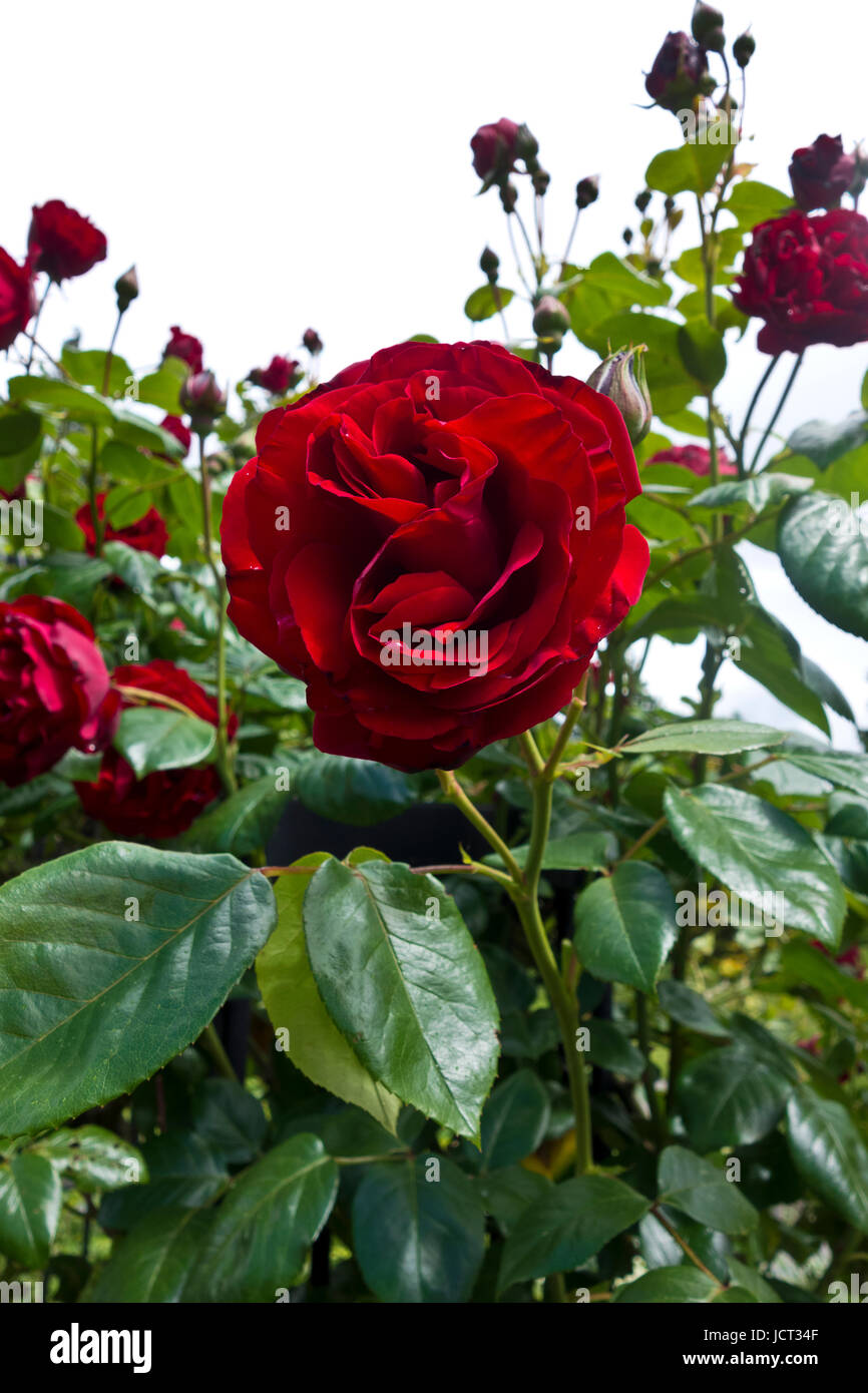 Dublin bay rose -Fotos und -Bildmaterial in hoher Auflösung – Alamy