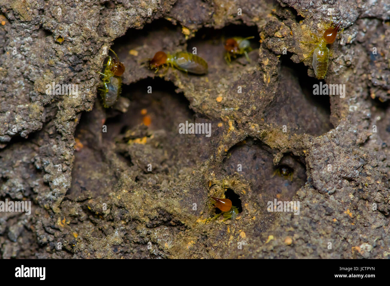 Termites In Rainforest Stockfotos und -bilder Kaufen - Alamy