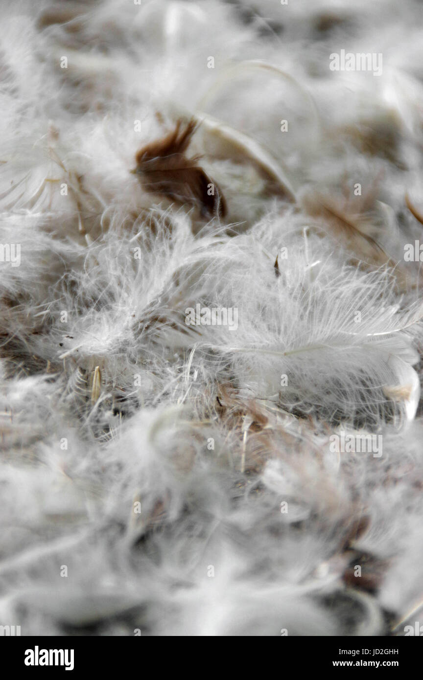 Makro nahaufnahme von federn -Fotos und -Bildmaterial in hoher ...