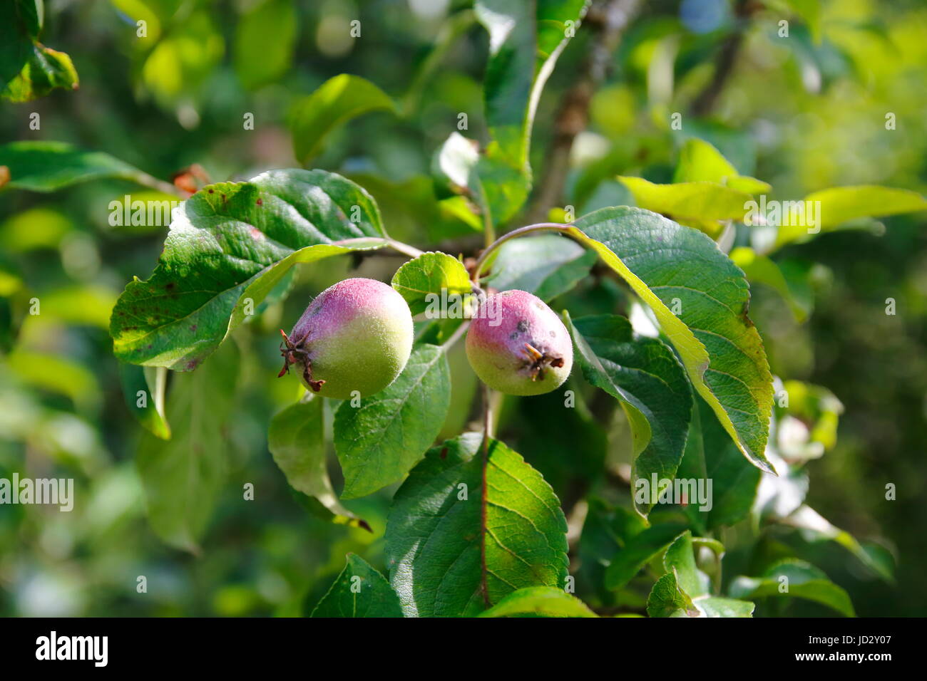 Der apfel am baum -Fotos und -Bildmaterial in hoher Auflösung – Alamy
