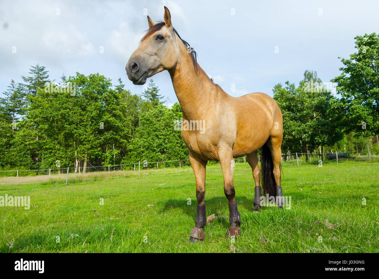 Pferd steht grasen -Fotos und -Bildmaterial in hoher Auflösung – Alamy