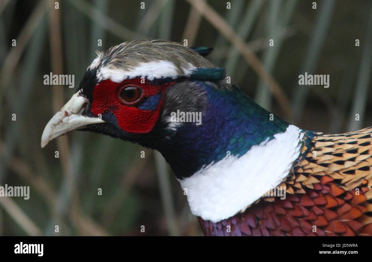 Fasan uk garten -Fotos und -Bildmaterial in hoher Auflösung – Alamy