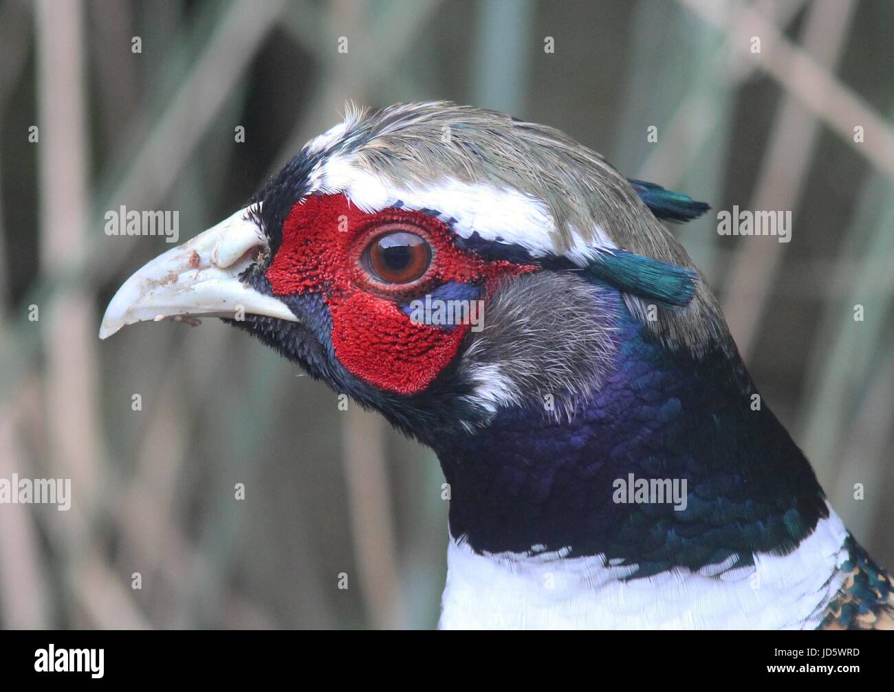 Fasan uk garten -Fotos und -Bildmaterial in hoher Auflösung – Alamy
