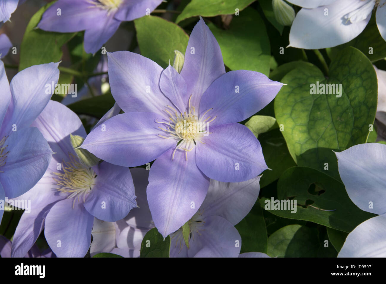 Gardens clematis pergola -Fotos und -Bildmaterial in hoher Auflösung ...