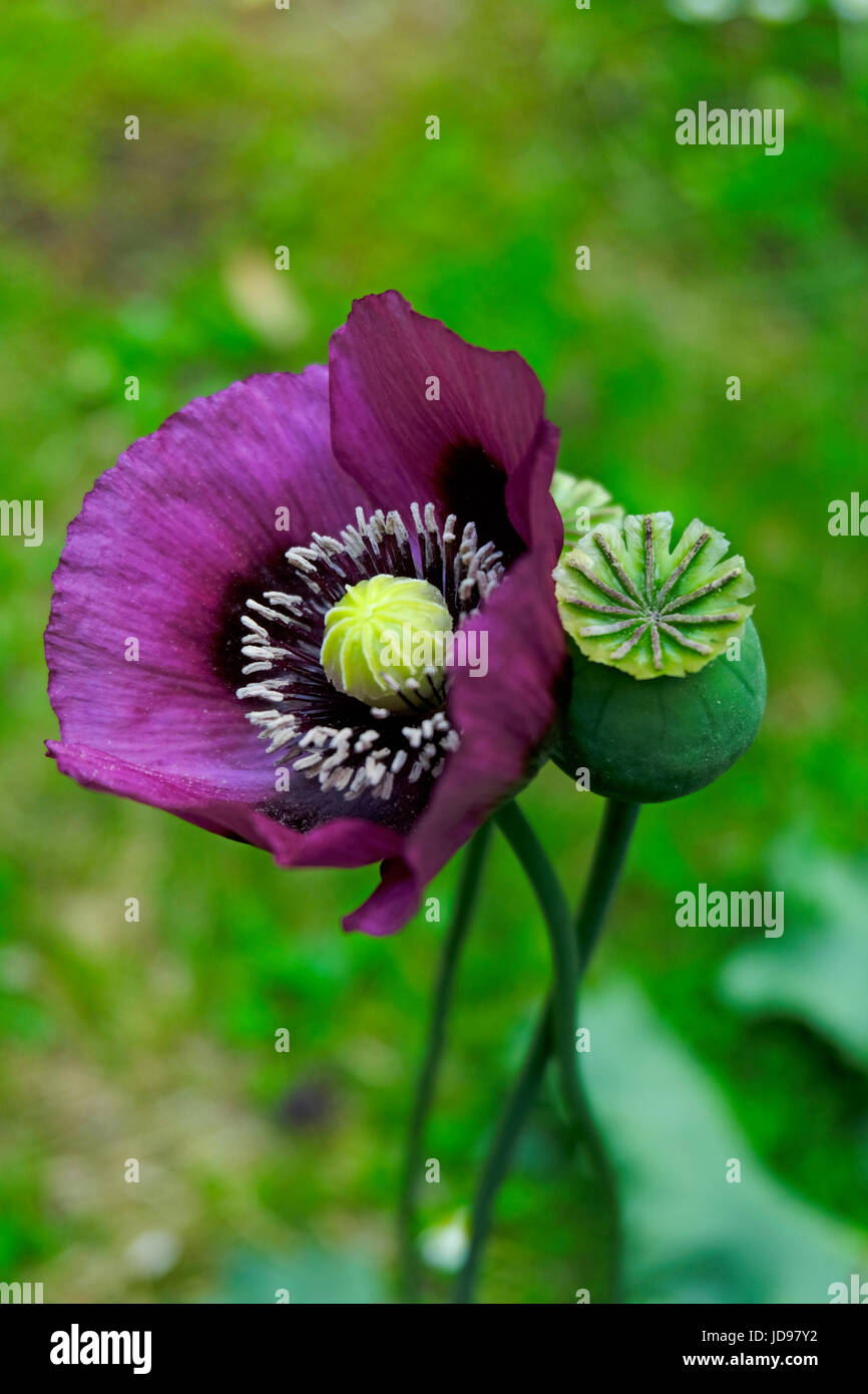 Blumenblumen mohnblume -Fotos und -Bildmaterial in hoher Auflösung – Alamy