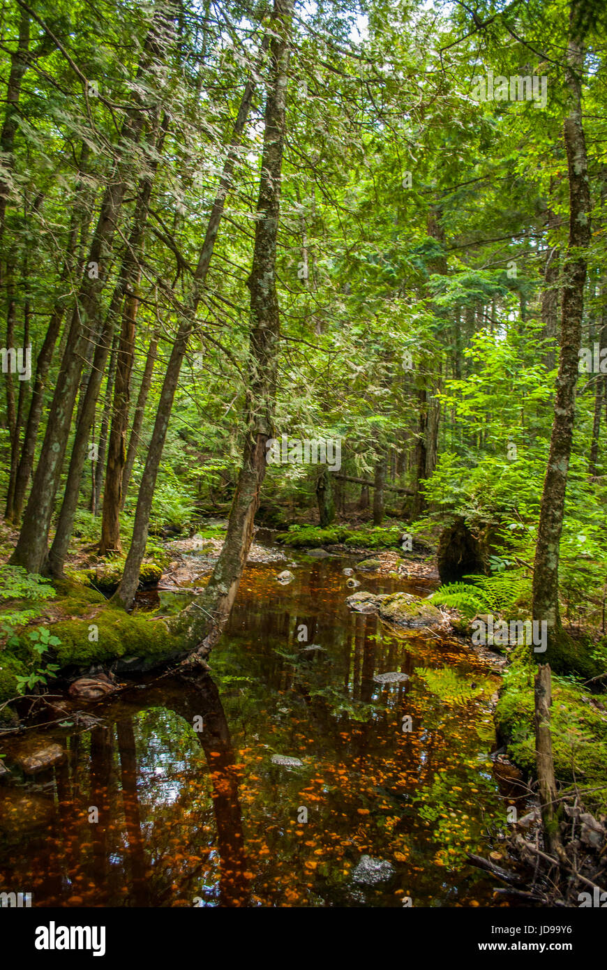 Dunkler Bach Wasser und Wald in Maine Stockfotografie - Alamy