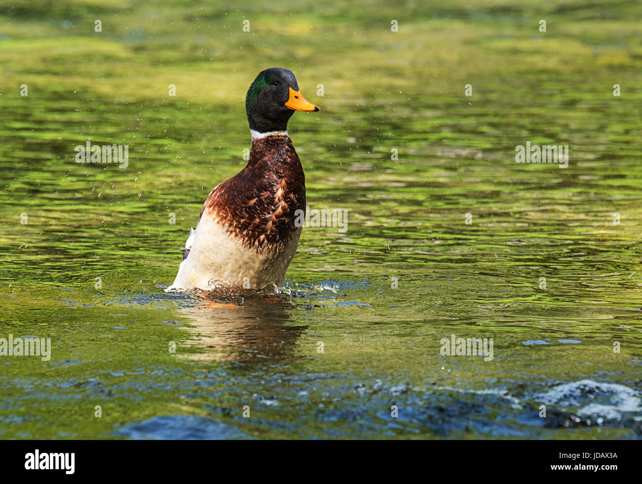Lachend schwimmende ente -Fotos und -Bildmaterial in hoher Auflösung ...