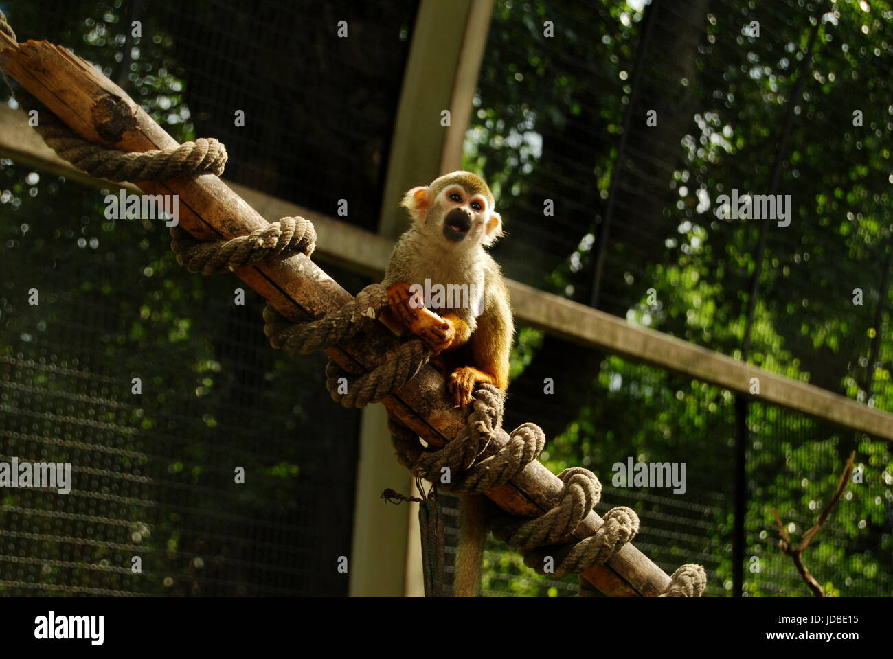 Budapest Zoo Stockfotos & Budapest Zoo Bilder - Alamy
