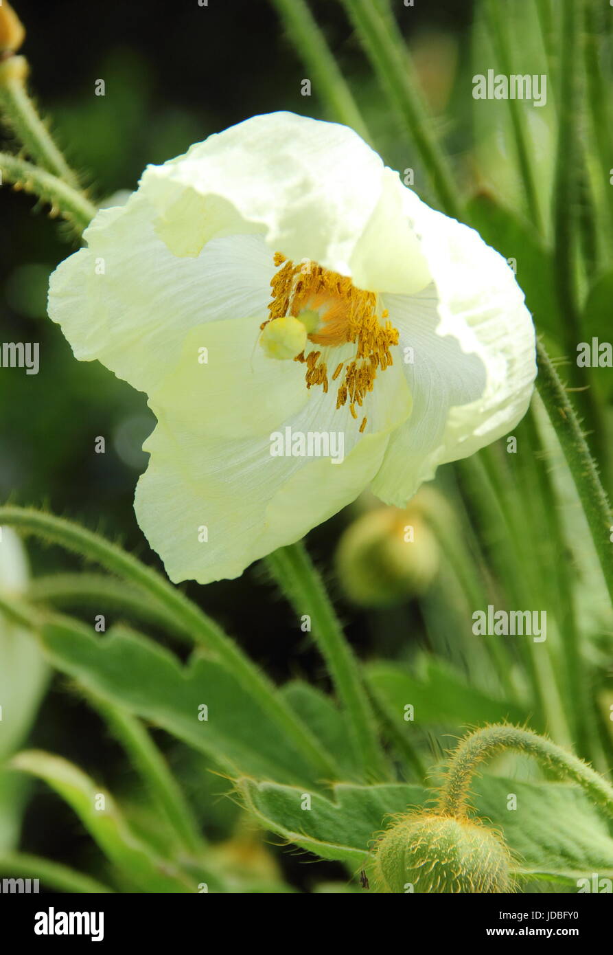 Satin mohn garten -Fotos und -Bildmaterial in hoher Auflösung – Alamy