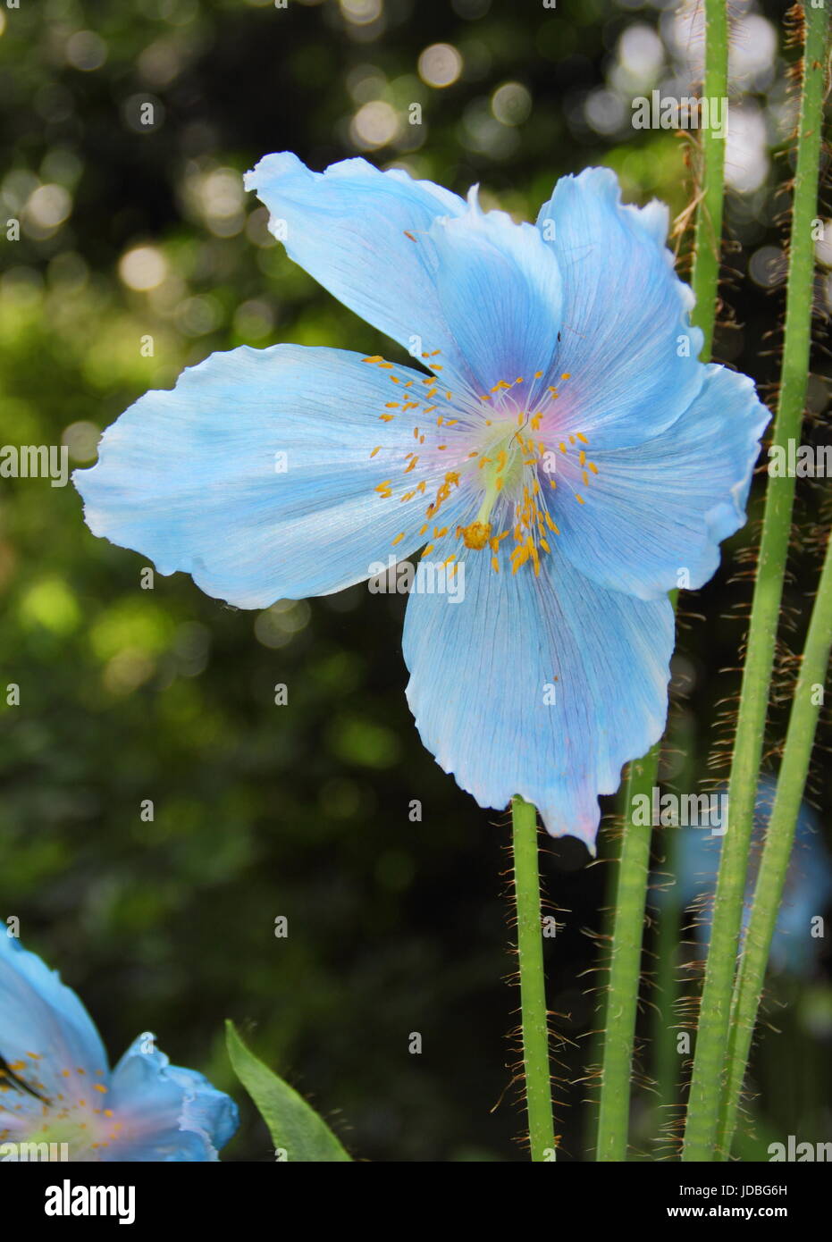 Himalaja blaue mohnblumennahaufnahme -Fotos und -Bildmaterial in hoher ...