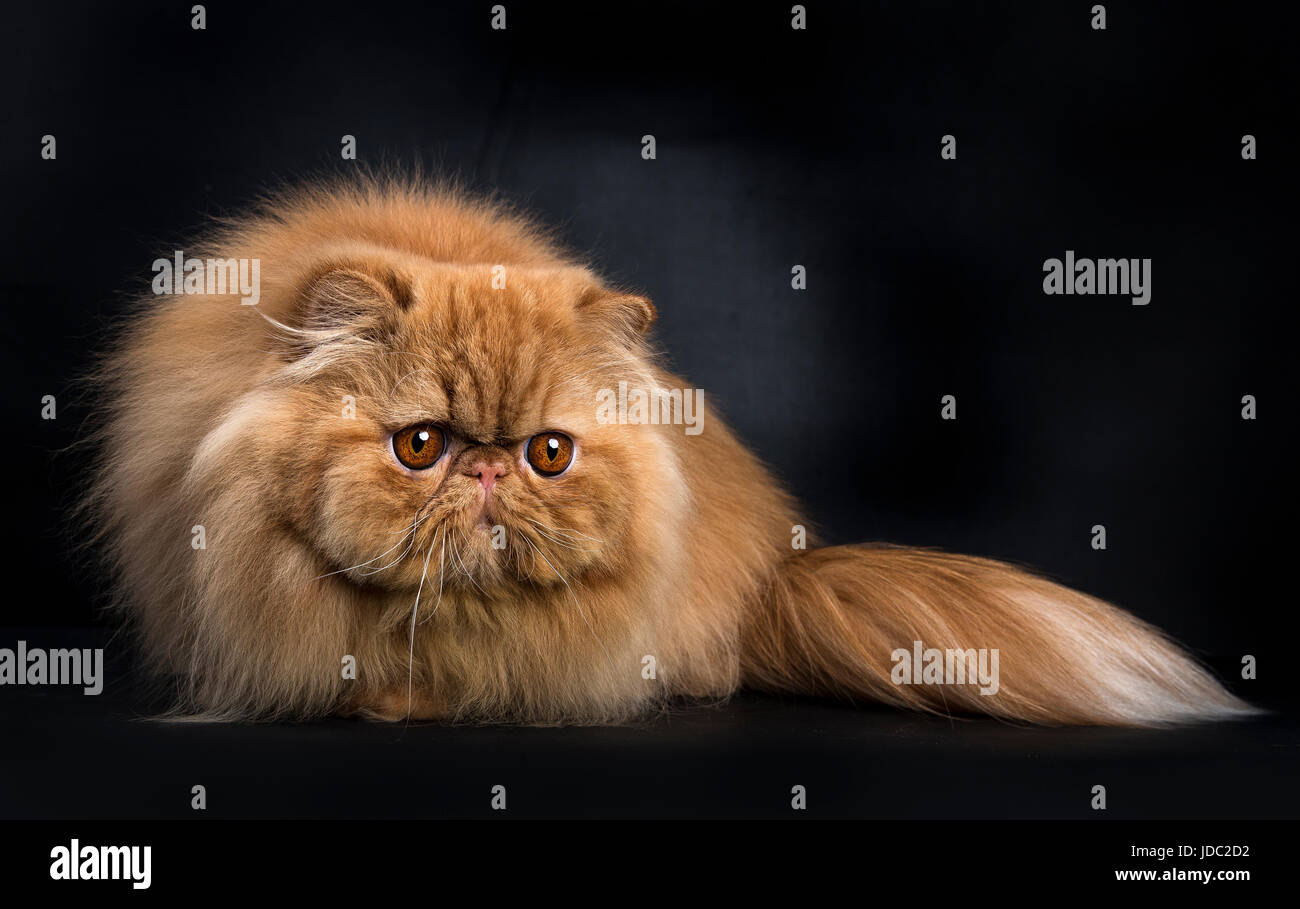 Rote Perserkatze Stockfotos und -bilder Kaufen - Alamy