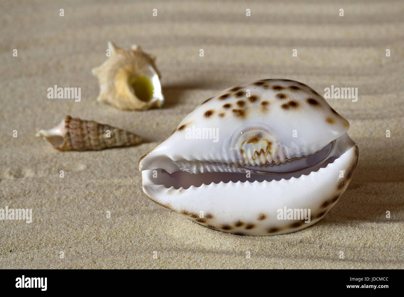 Muschel sand -Fotos und -Bildmaterial in hoher Auflösung – Alamy