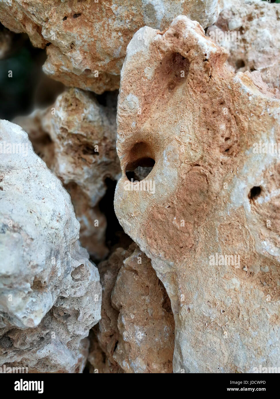 Sedimentgesteine mit marine Fossilien Stockfotografie - Alamy