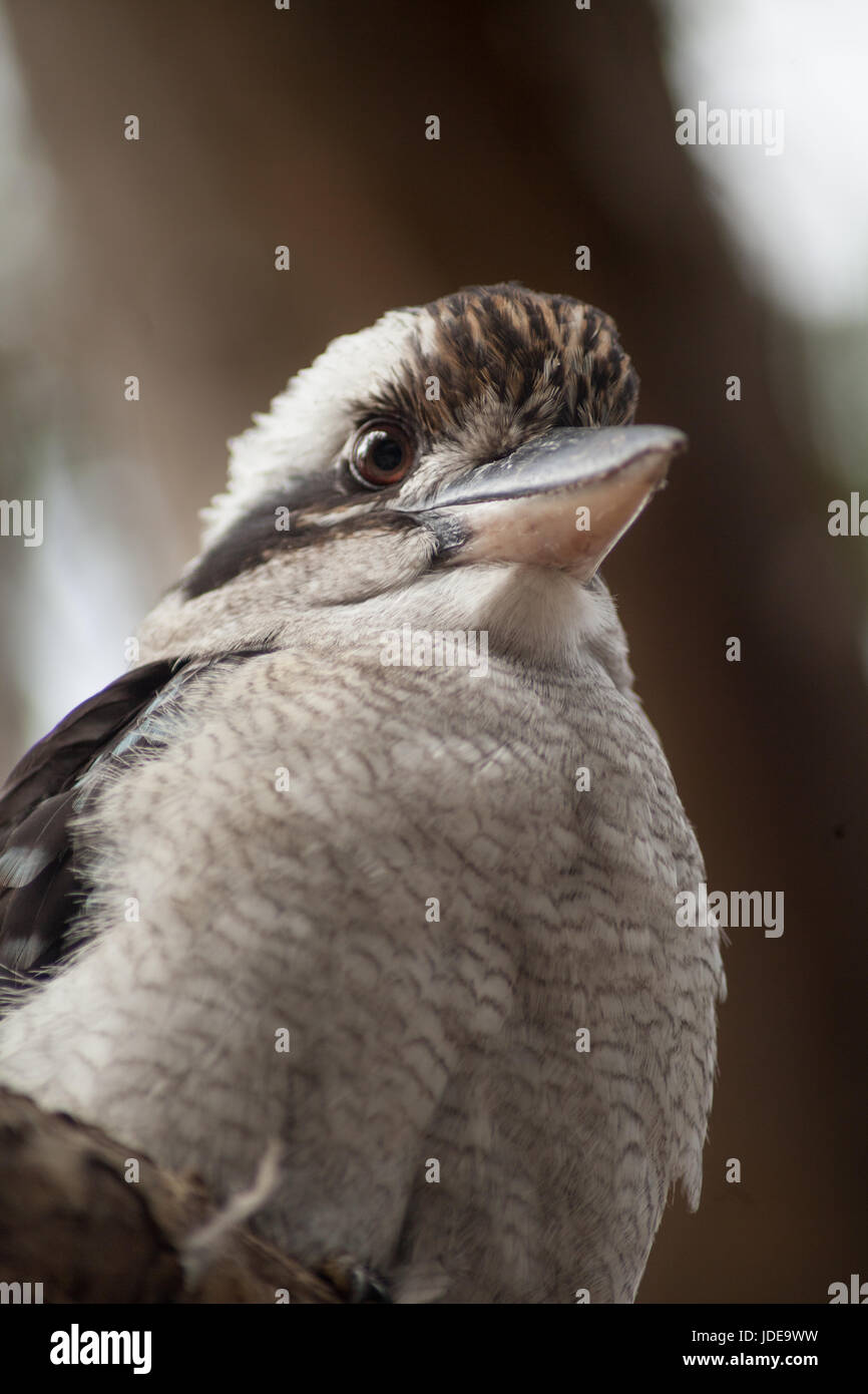 Gefleckter australischer vogel -Fotos und -Bildmaterial in hoher ...