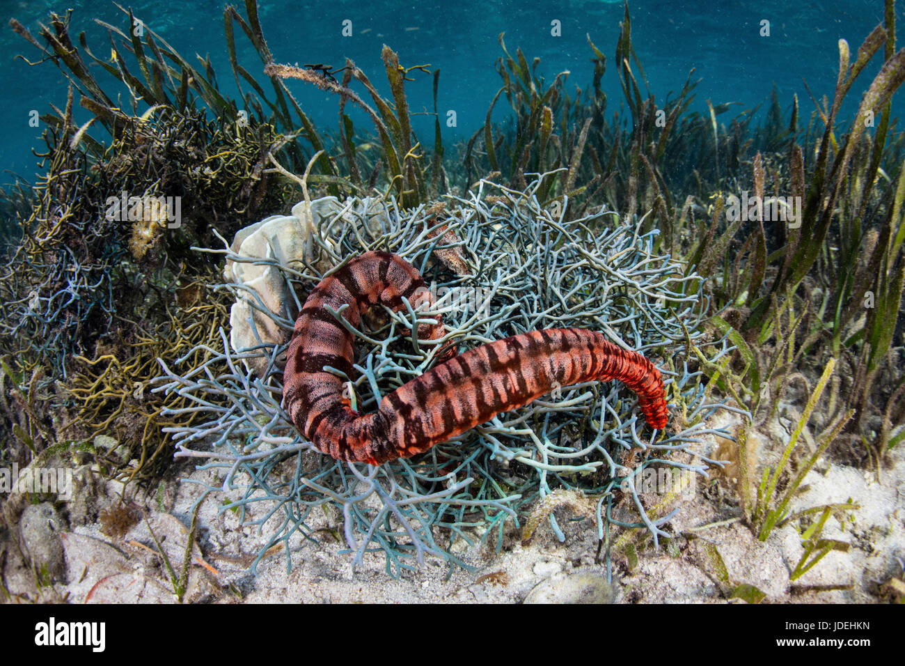 Wurm seegurken -Fotos und -Bildmaterial in hoher Auflösung – Alamy