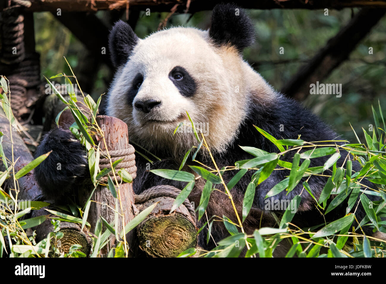 Erwachsenen riesigen Pandas Essen Bambus in Chengdu Research Base of ...