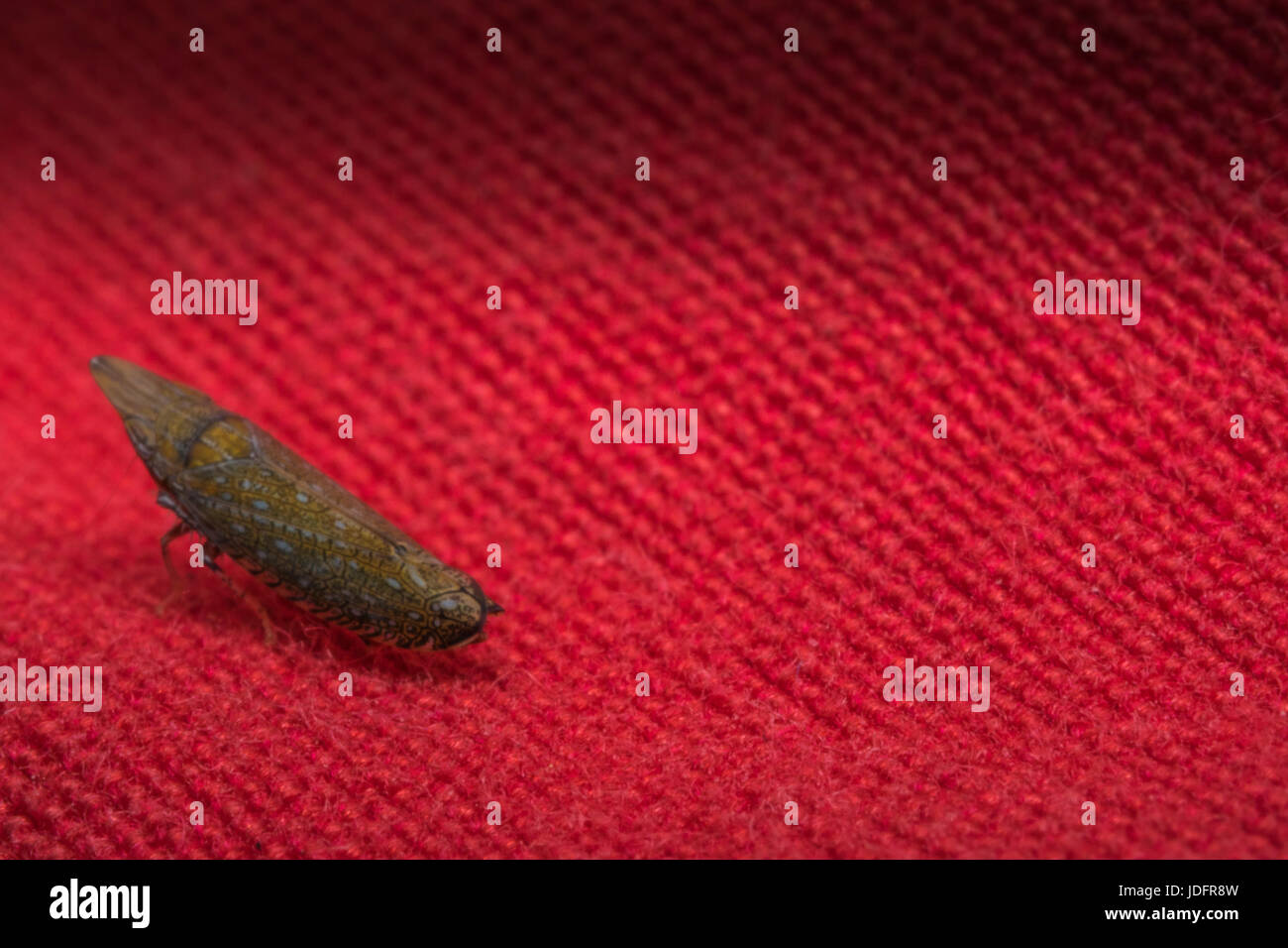 Tiny insect -Fotos und -Bildmaterial in hoher Auflösung – Alamy