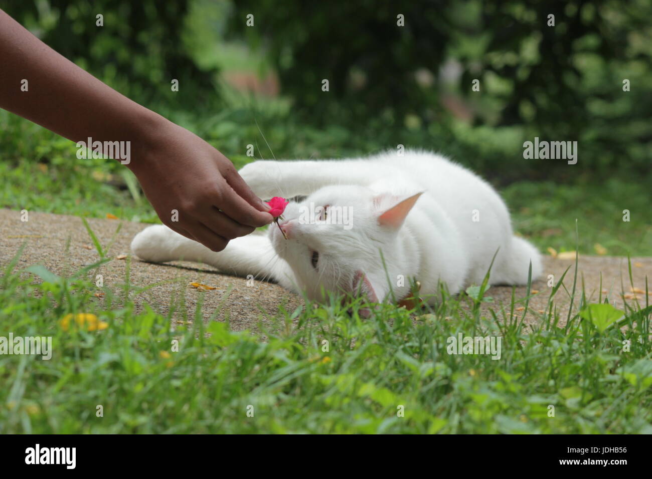 Katzengras riechen -Fotos und -Bildmaterial in hoher Auflösung – Alamy