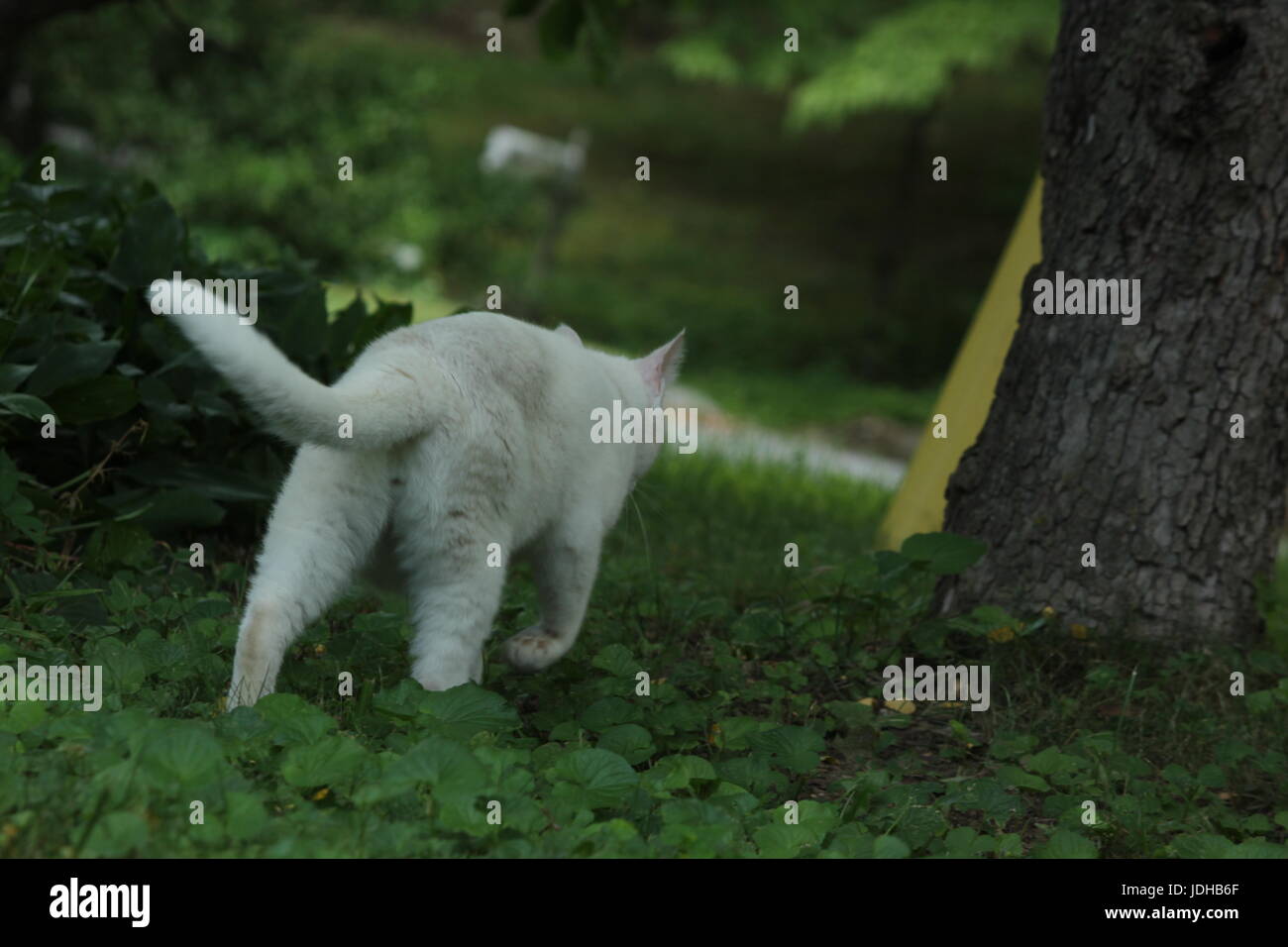 Katzengras riechen -Fotos und -Bildmaterial in hoher Auflösung – Alamy