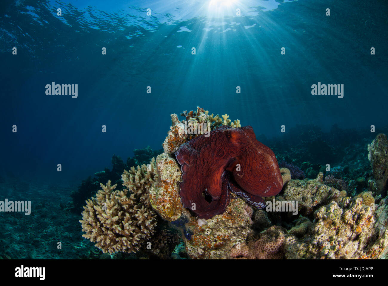 Octopus Coral Stockfotos & Octopus Coral Bilder - Alamy