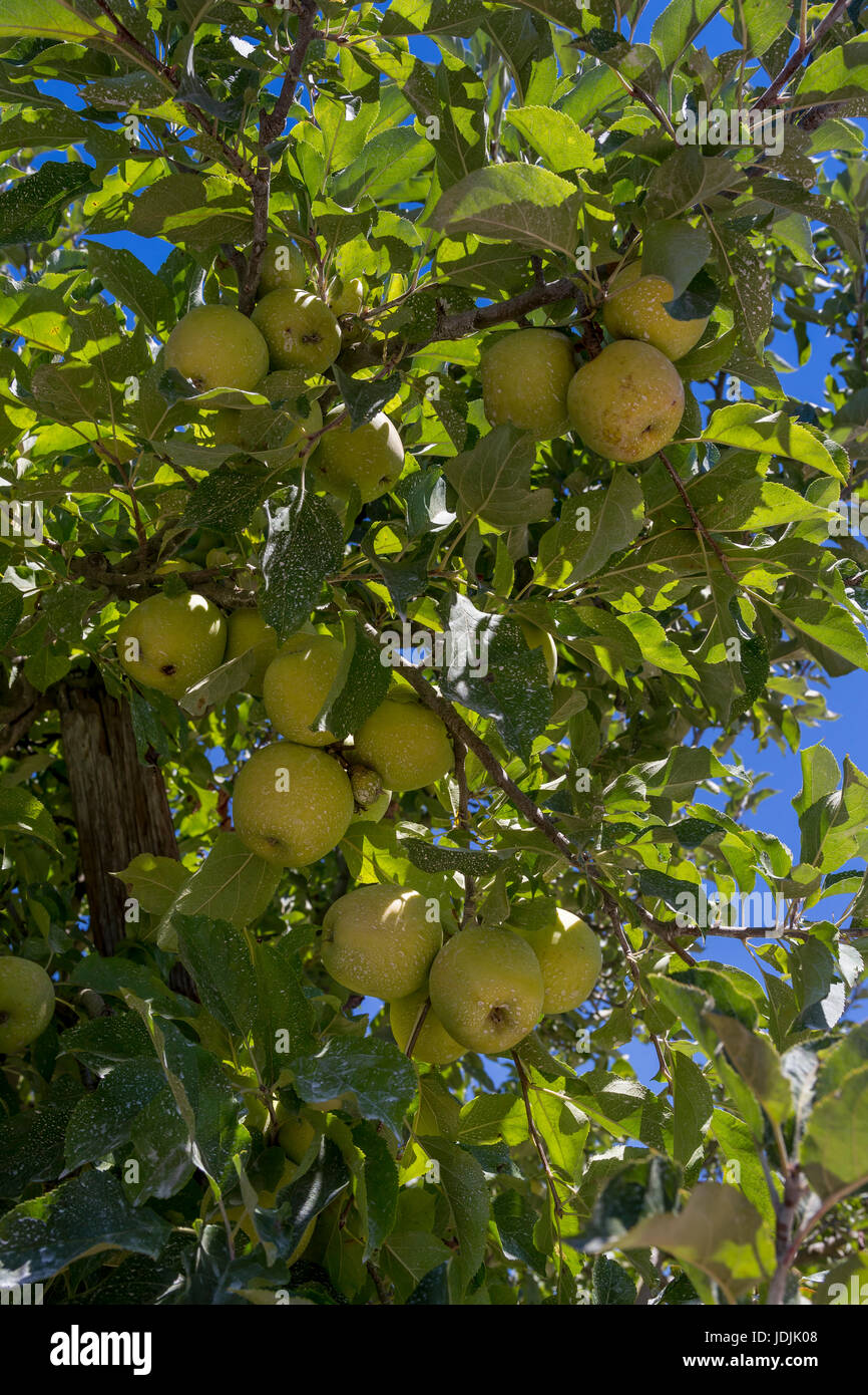 Pyrus malus l -Fotos und -Bildmaterial in hoher Auflösung – Alamy