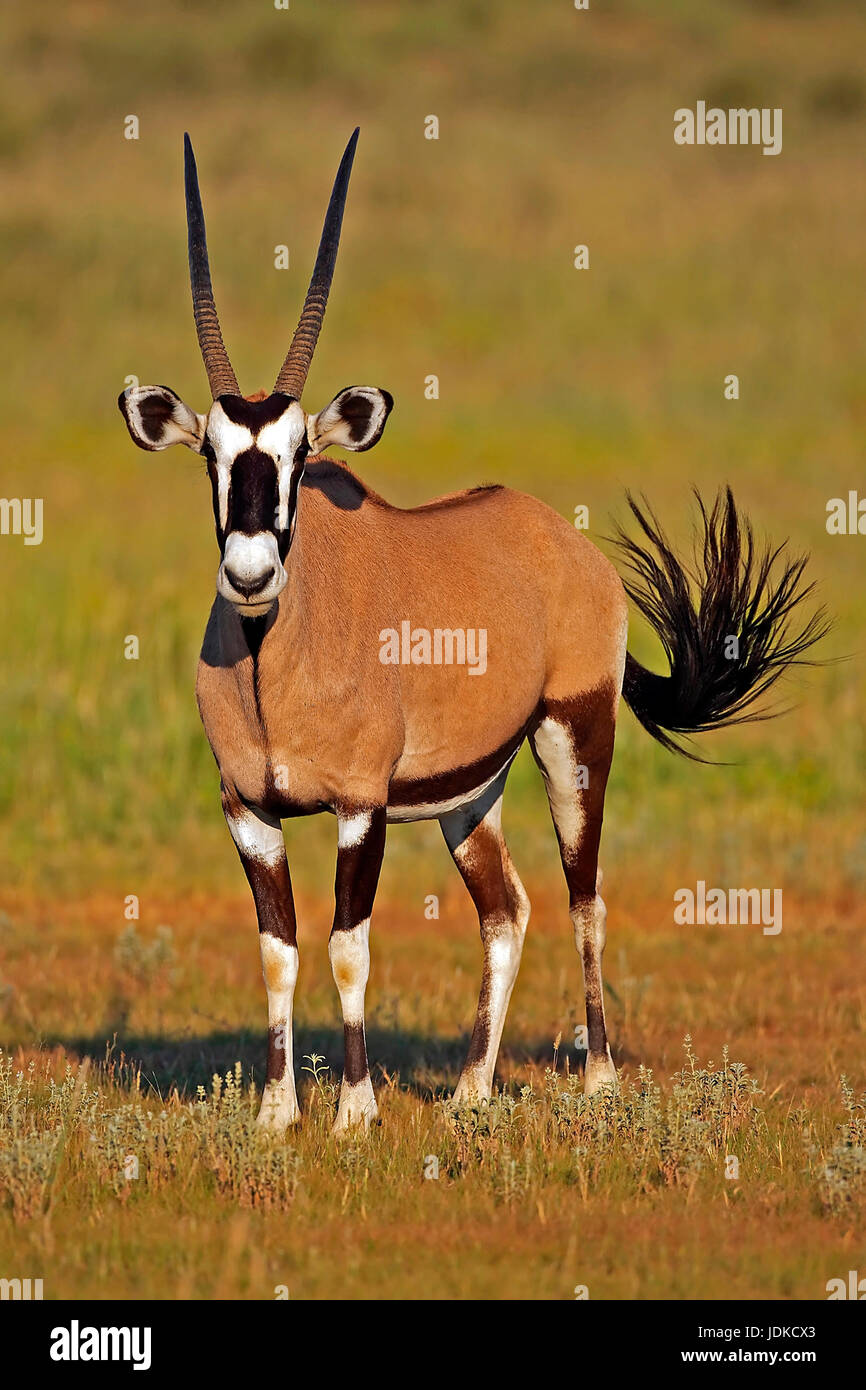 Oryx - Antilope, Oryx - Antilope Stockfotografie - Alamy