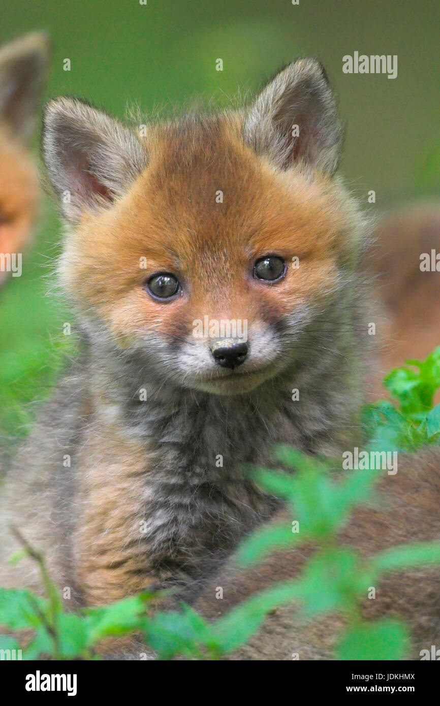 Junger Fuchs, junge Rotfuchs (Vulpes Vulpes), Junger Fuchs ...