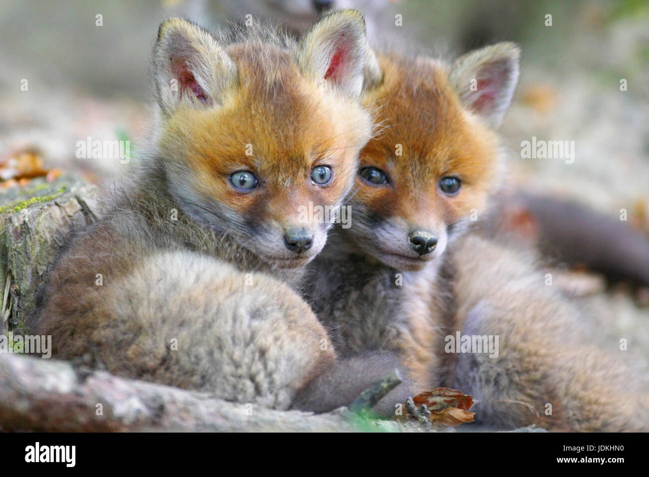 Fuchs terrier -Fotos und -Bildmaterial in hoher Auflösung – Alamy