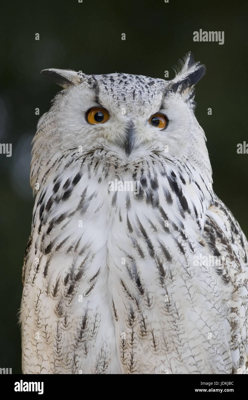 Echte Eulen, Eulen, leptogrammica, Strigiformes, Vögel Stockfotografie ...