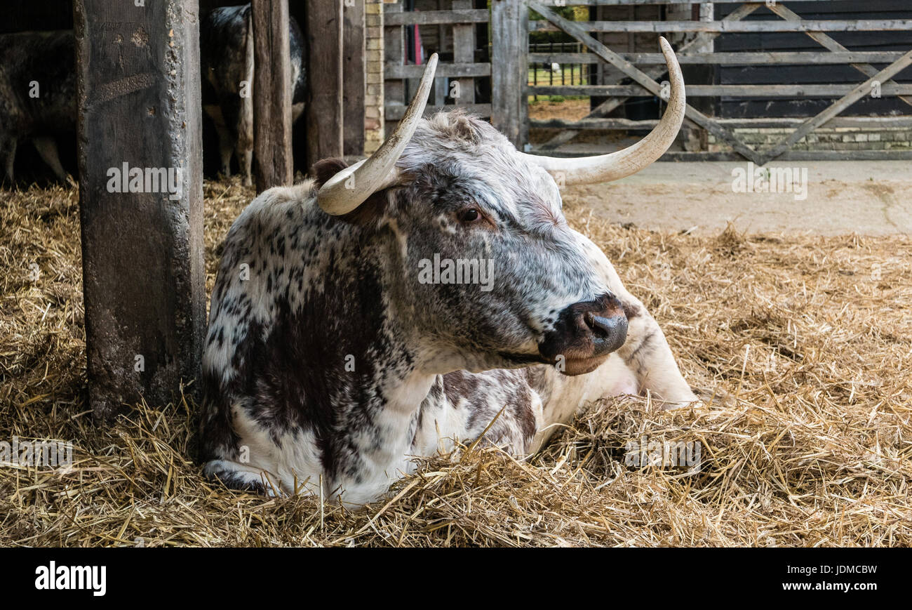 Auf heu sitzen -Fotos und -Bildmaterial in hoher Auflösung – Alamy