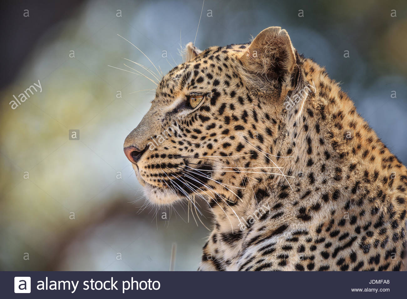 Leopard Profile Stockfotos & Leopard Profile Bilder - Alamy