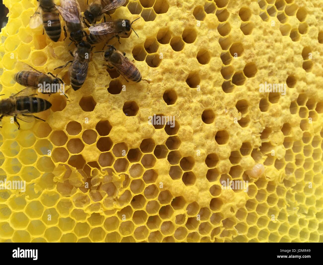 Honigwaben Waben Bienenwachs Wachs Bienenstock Stockfotos und -bilder ...