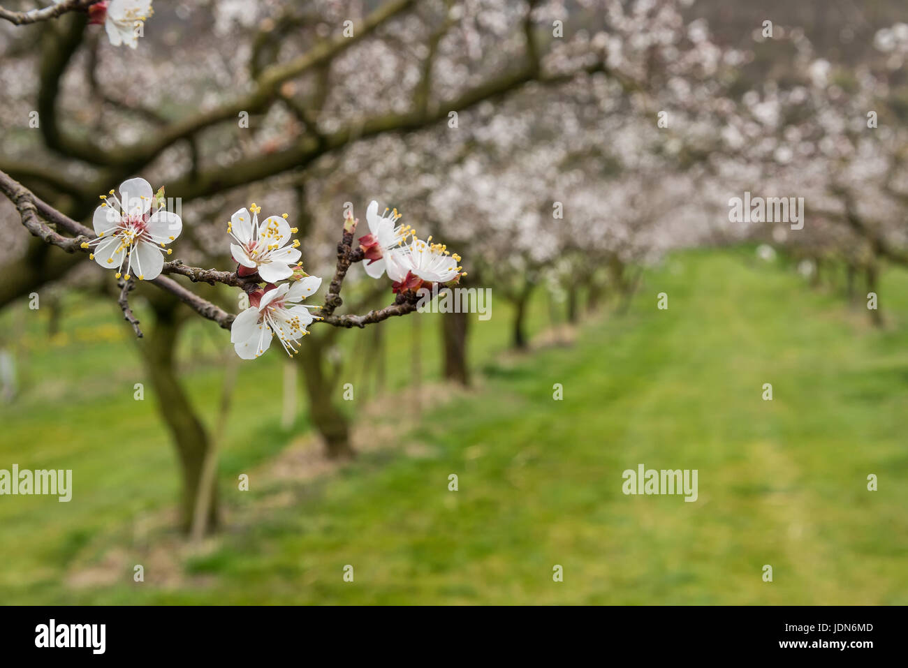 Marillenbaum (Prunus Armeniaca Stockfotografie - Alamy