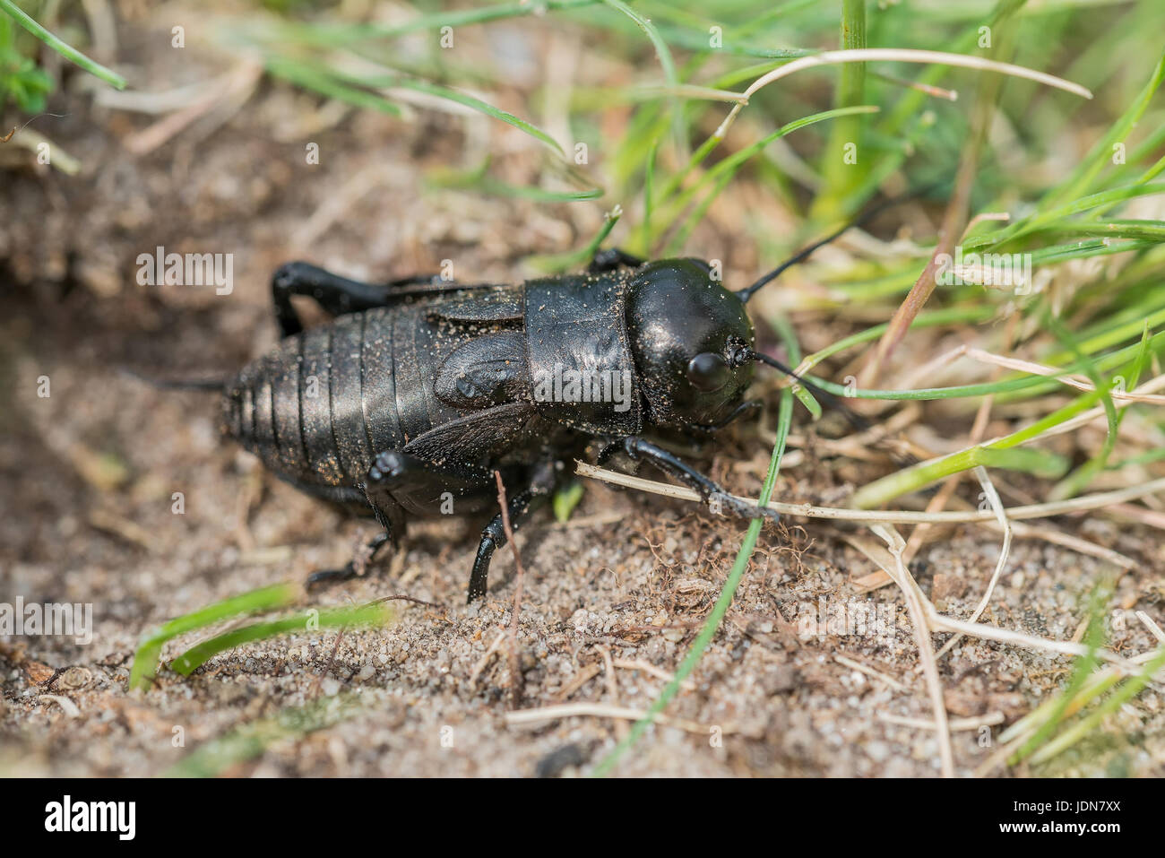 Feldgrille (Gryllus Campestris) freak Stockfotografie - Alamy