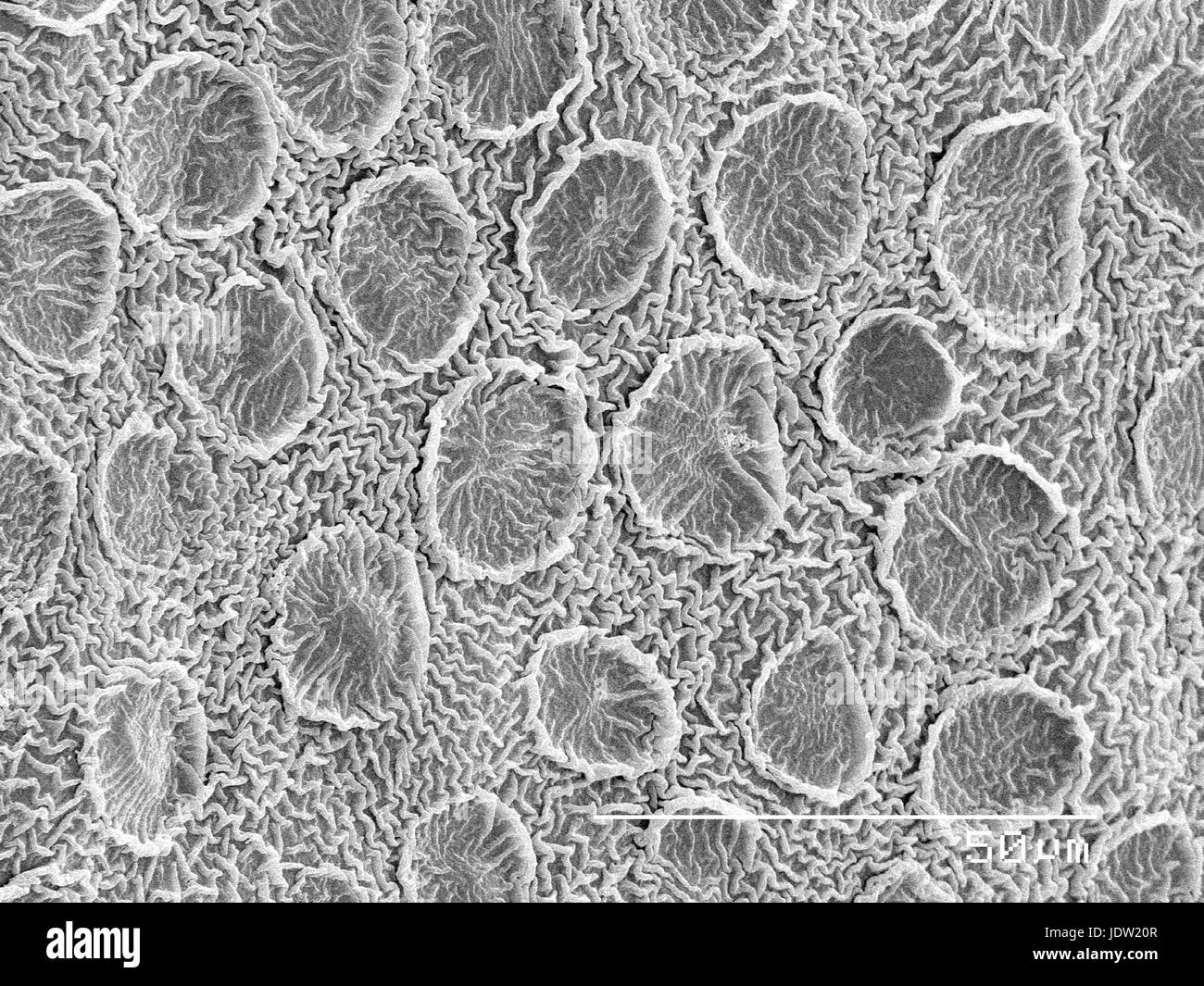 Flower petal microscope rose -Fotos und -Bildmaterial in hoher ...