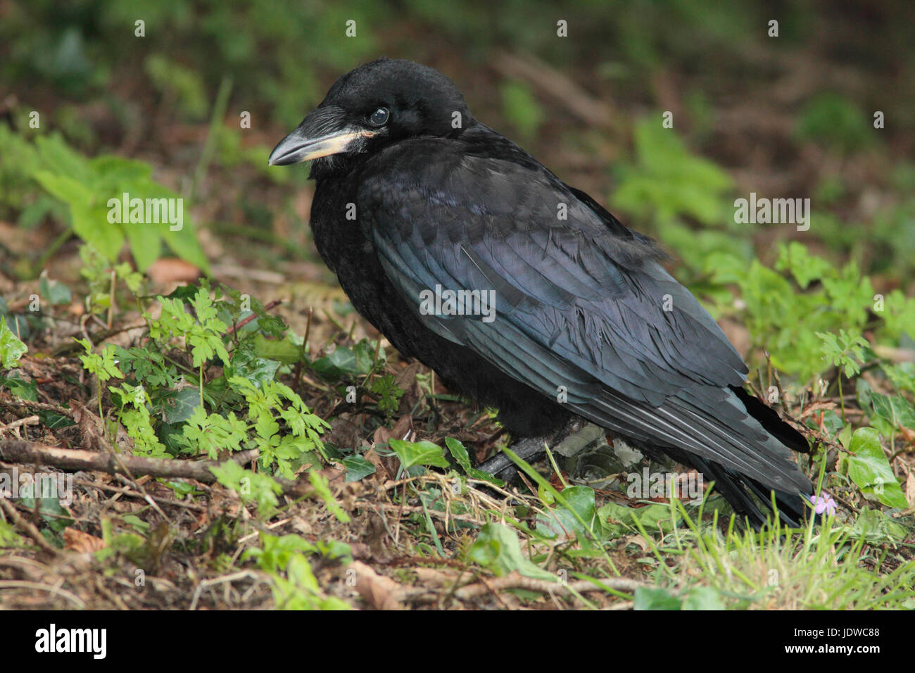 Rook corvus frugilegus young rook -Fotos und -Bildmaterial in hoher ...