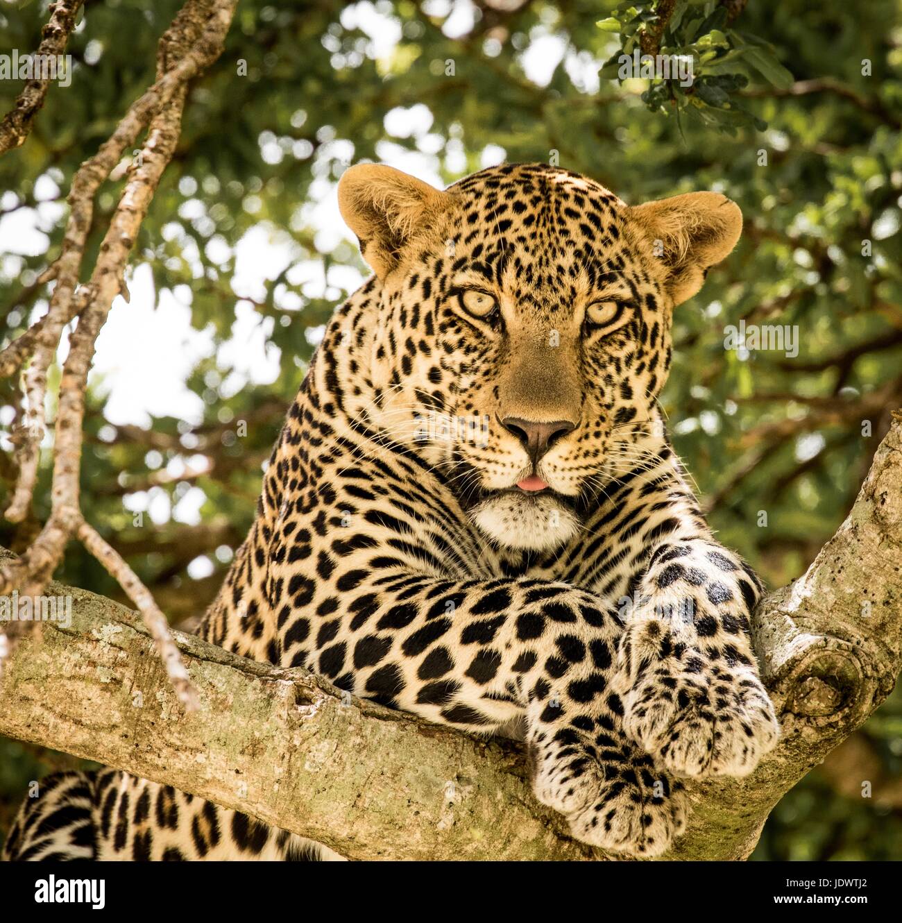 Katze tierwelt -Fotos und -Bildmaterial in hoher Auflösung – Alamy
