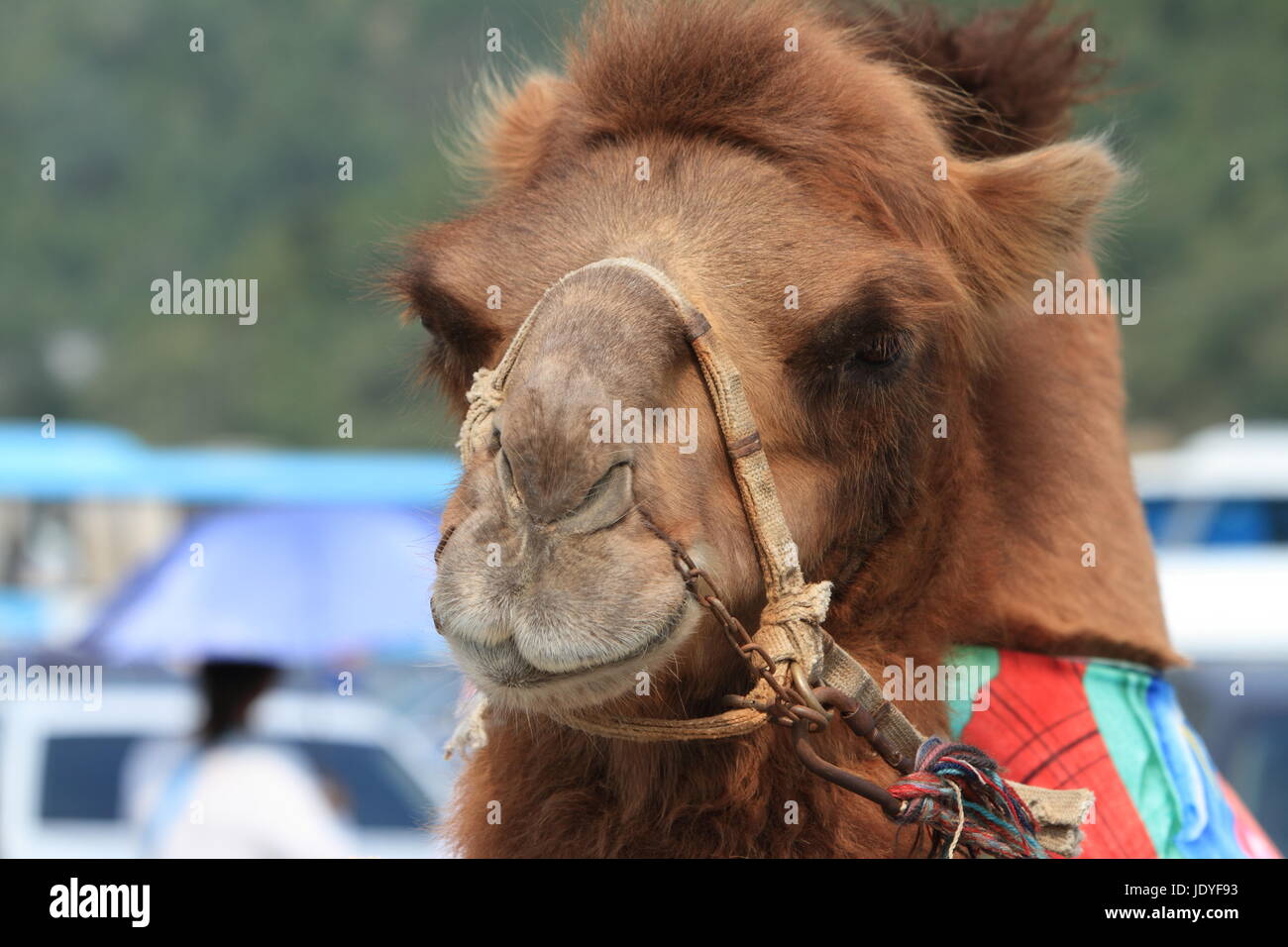 Kamele camelidae -Fotos und -Bildmaterial in hoher Auflösung – Alamy