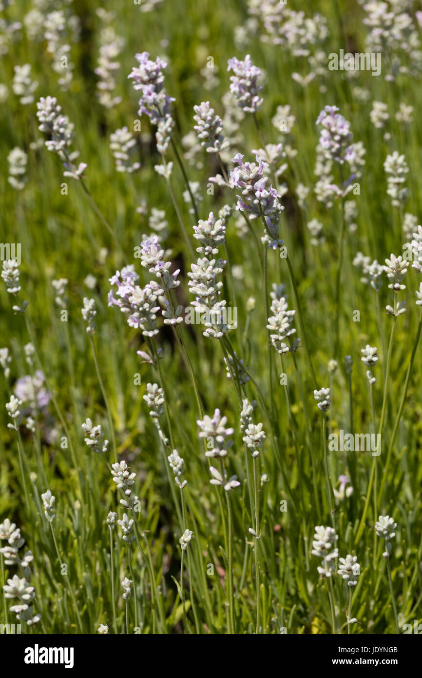 Lavandula angustifolia 'rosea' -Fotos und -Bildmaterial in hoher ...