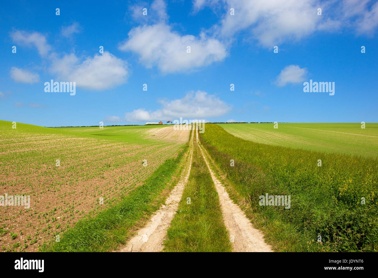 Junge erbsenfelder -Fotos und -Bildmaterial in hoher Auflösung – Alamy