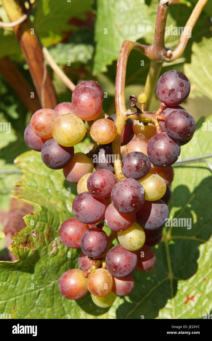 Bündel moseltrauben -Fotos und -Bildmaterial in hoher Auflösung – Alamy