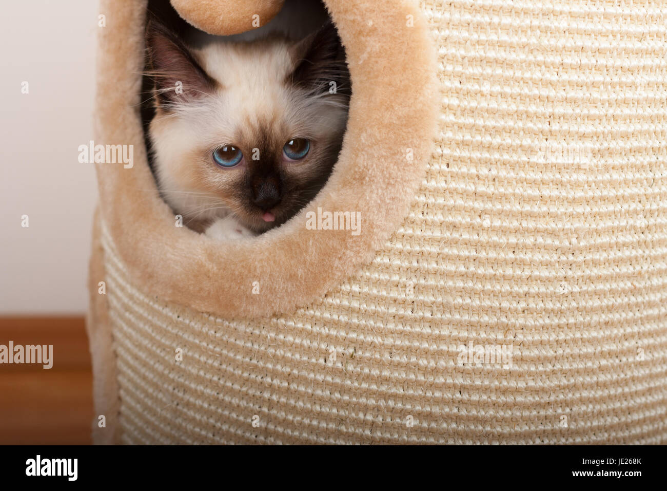 Ein Seal Point Birma Katze, 4 Monate altes Kätzchen, Mann mit blauen ...