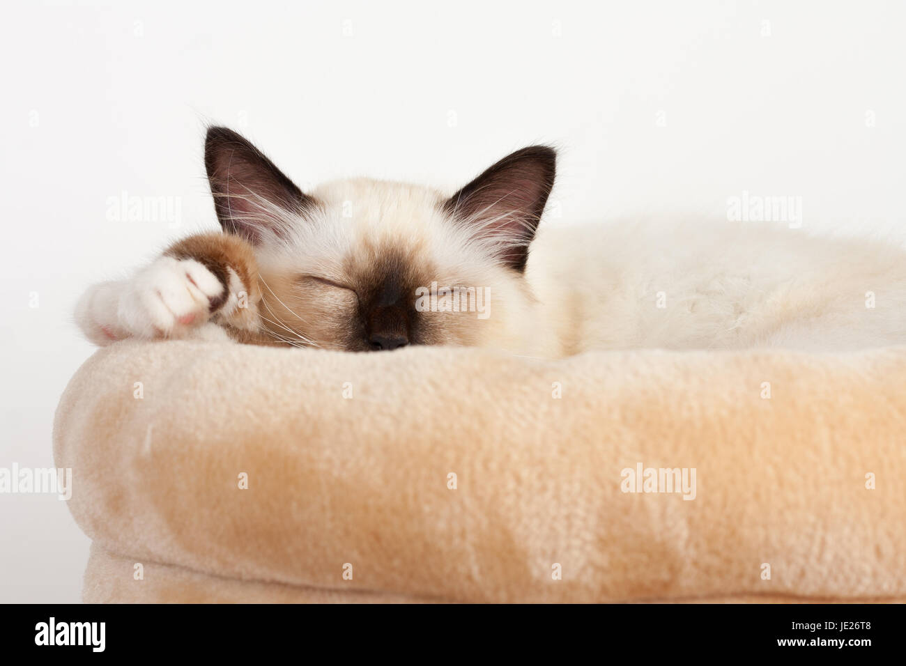 Ein Seal Point Birma Katze, 4 Monate altes Kätzchen, Mann mit blauen ...