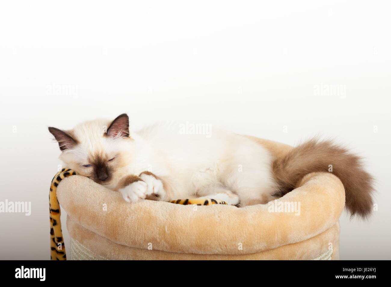 Ein Seal Point Birma Katze, 4 Monate altes Kätzchen, Mann mit blauen ...