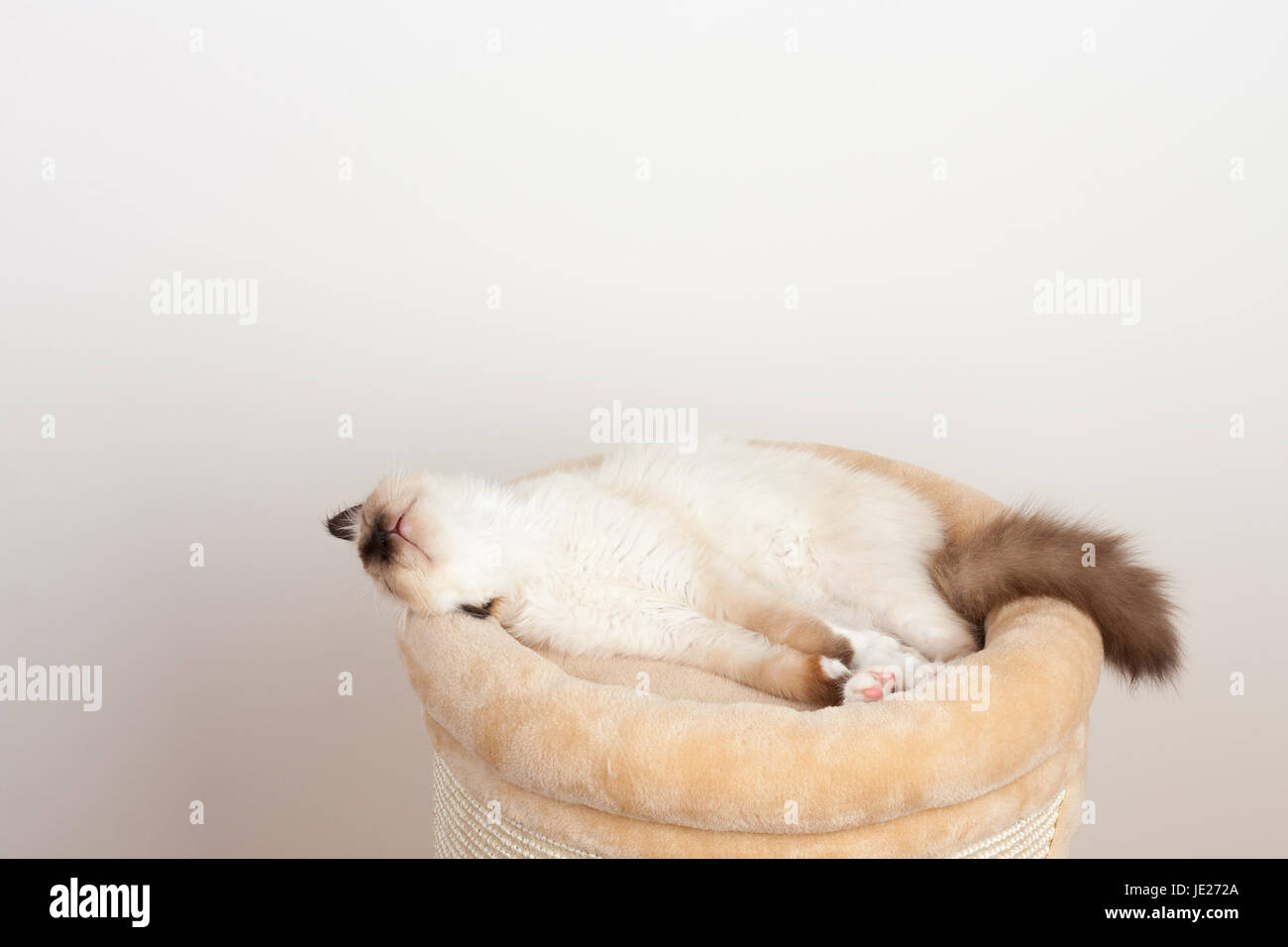 Ein Seal Point Birma Katze, 4 Monate altes Kätzchen, Mann schläft auf ...