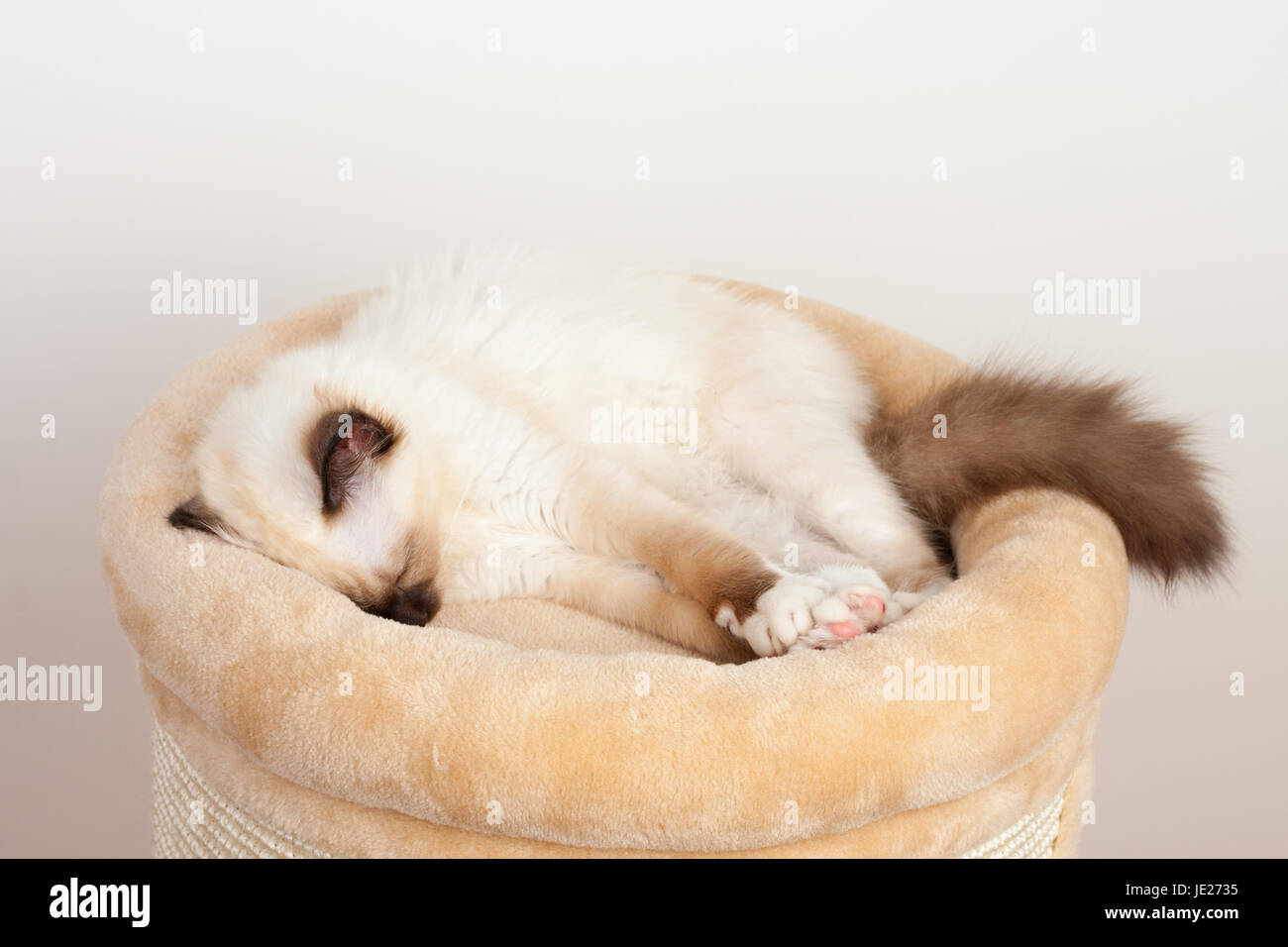 Ein Seal Point Birma Katze, 4 Monate altes Kätzchen, Mann schläft auf ...