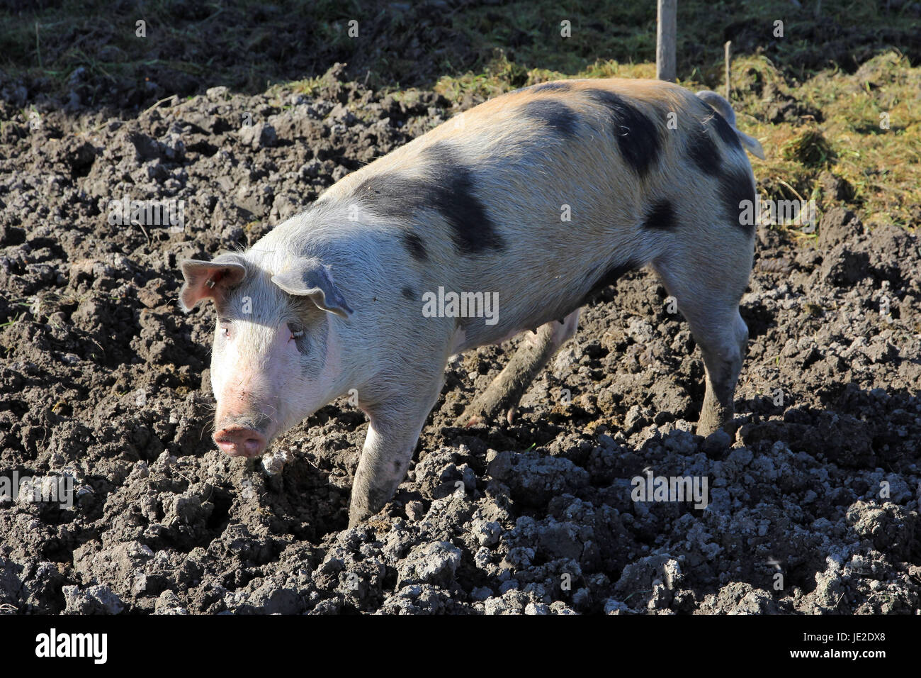 Schweinefleisch mit einer haltung -Fotos und -Bildmaterial in hoher ...